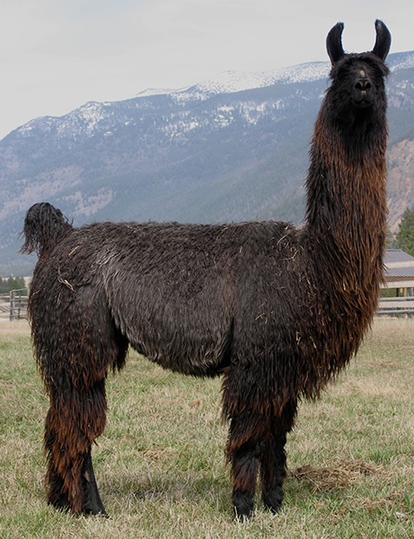 Great Northern Ranch, Llama Herdsires